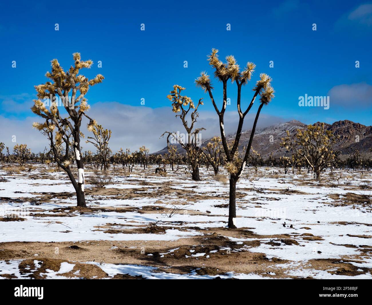Spring snow storm on the burnt Joshua Trees of Cima Dome, Mojave ...