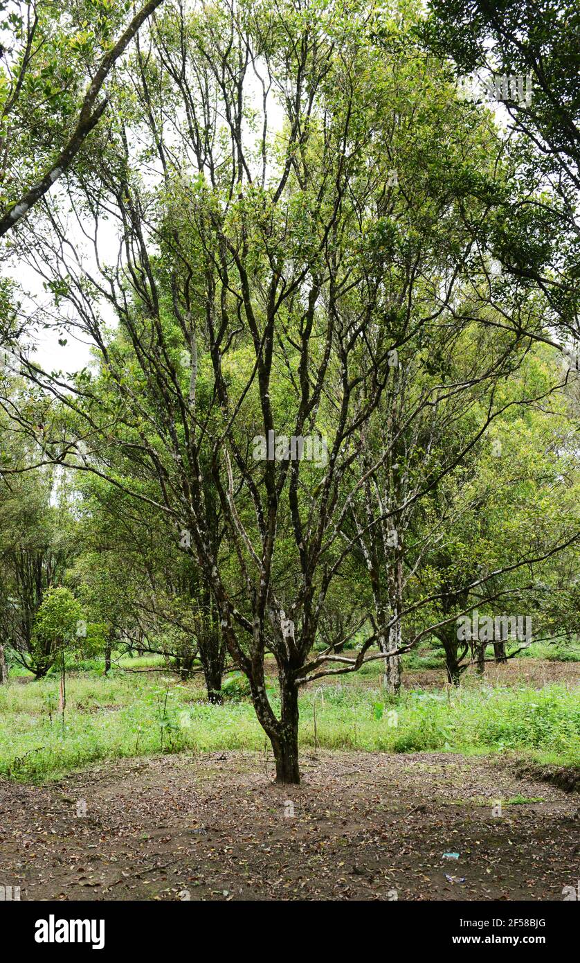 Clove trees indonesia hi-res stock photography and images - Alamy