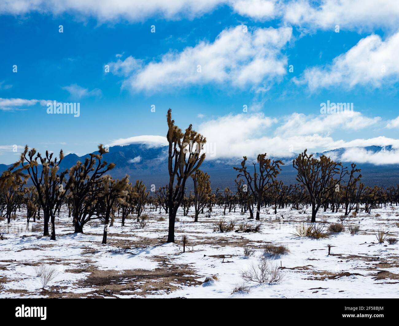 Spring snow storm on the burnt Joshua Trees of Cima Dome, Mojave ...