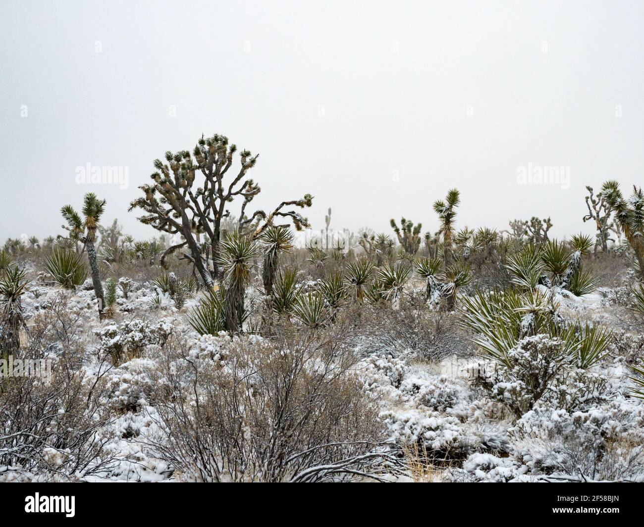 Spring snow storm on the Joshua Trees of Cima Dome, Mojave National ...