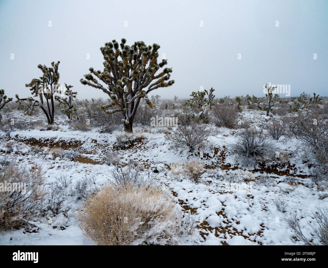 Spring snow storm on the Joshua Trees of Cima Dome, Mojave National ...