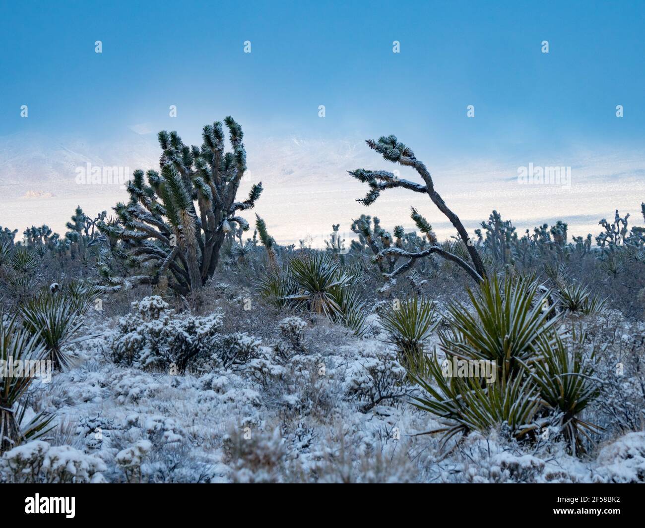 Spring snow storm on the Joshua Trees of Cima Dome, Mojave National ...