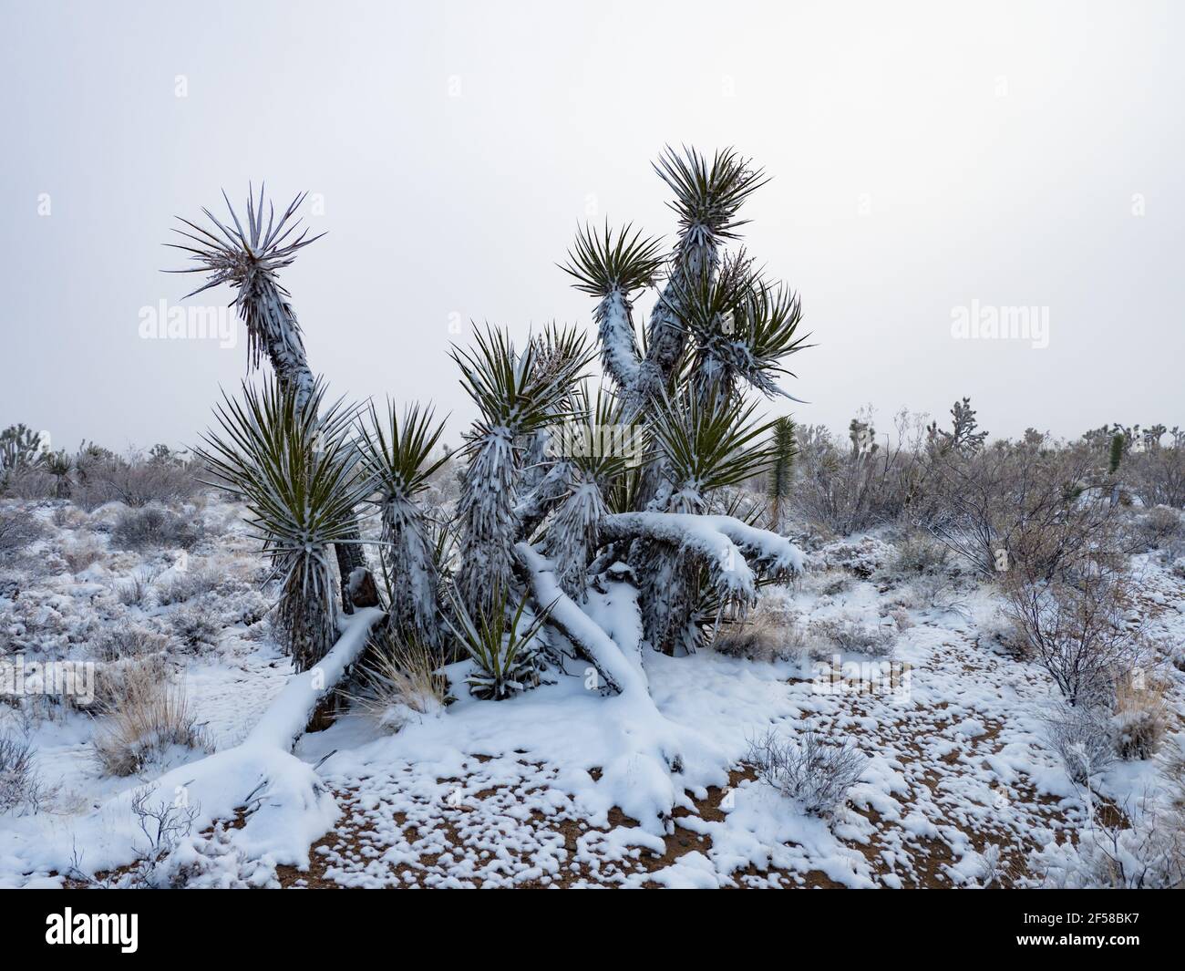 Spring snow storm on the Joshua Trees of Cima Dome, Mojave National ...