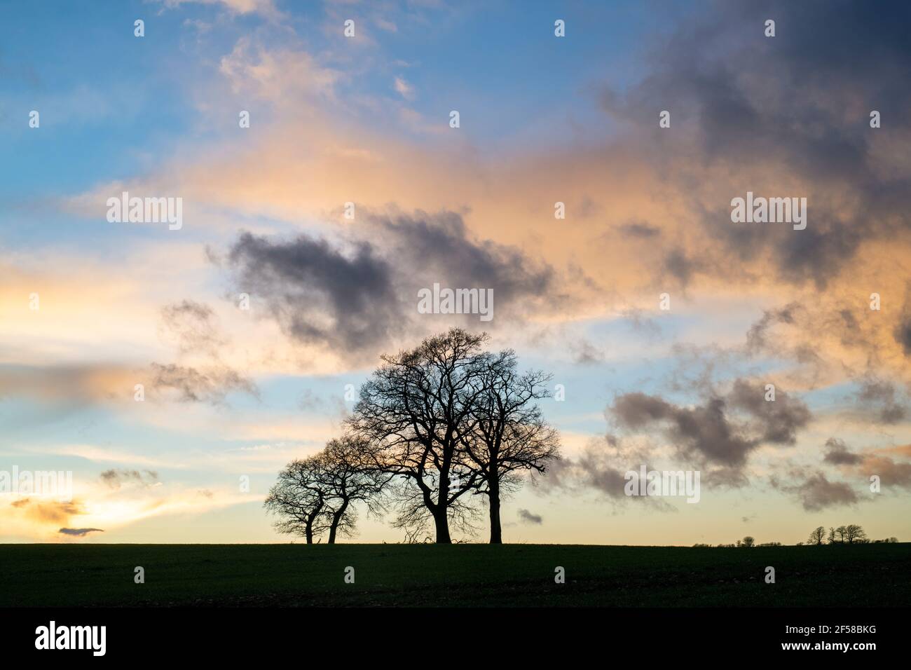 Silhouette Oak trees in early spring at sunset. Leafield, Cotswolds ...