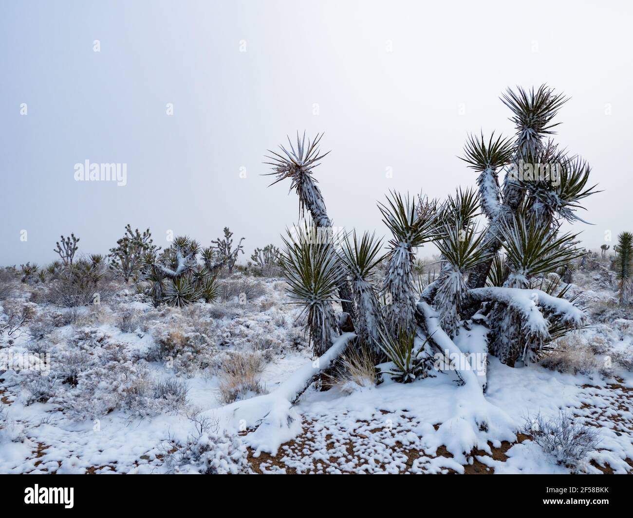 Spring snow storm on the Joshua Trees of Cima Dome, Mojave National ...