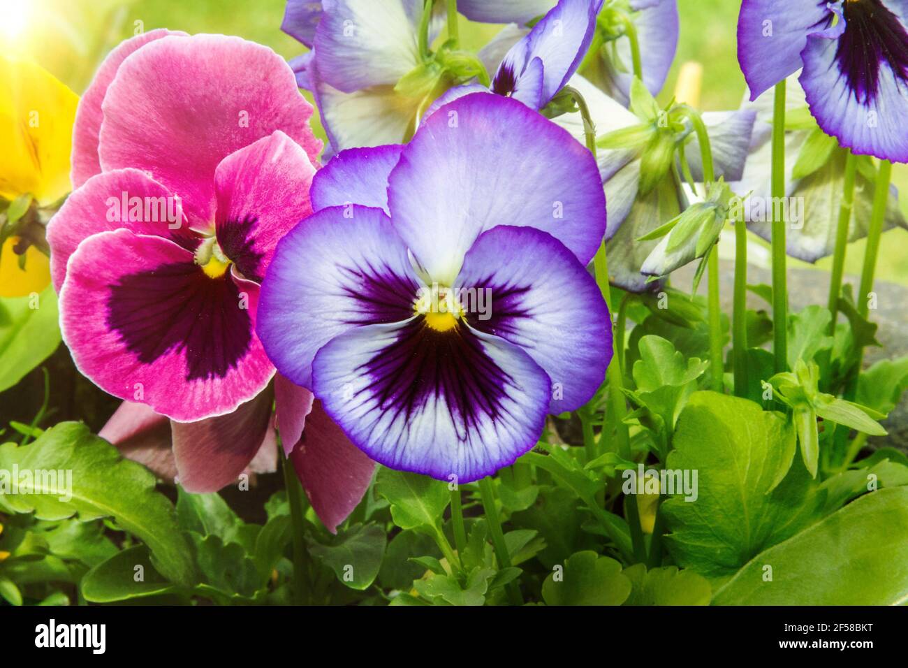 Beautiful Sandwort High Resolution Stock Photography and Images - Alamy