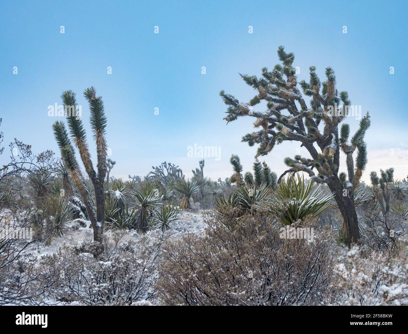Spring snow storm on the Joshua Trees of Cima Dome, Mojave National ...