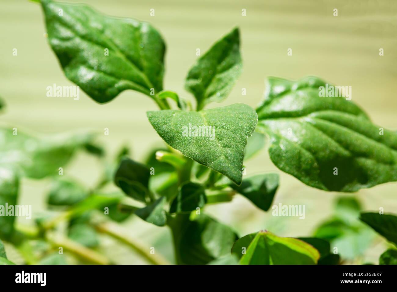 fresh spinach leaves (Spinacia oleracea Stock Photo - Alamy