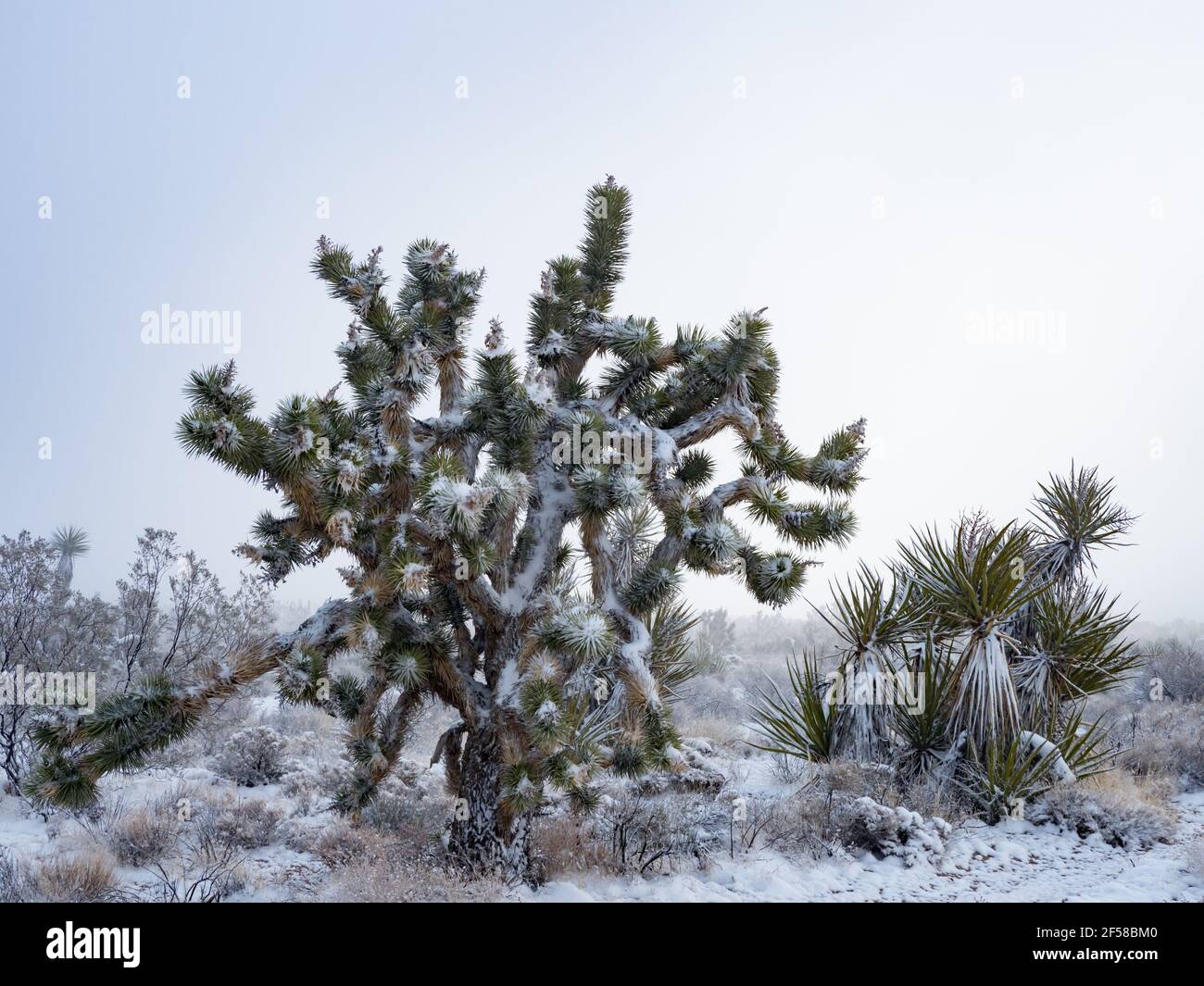 Spring snow storm on the Joshua Trees of Cima Dome, Mojave National ...