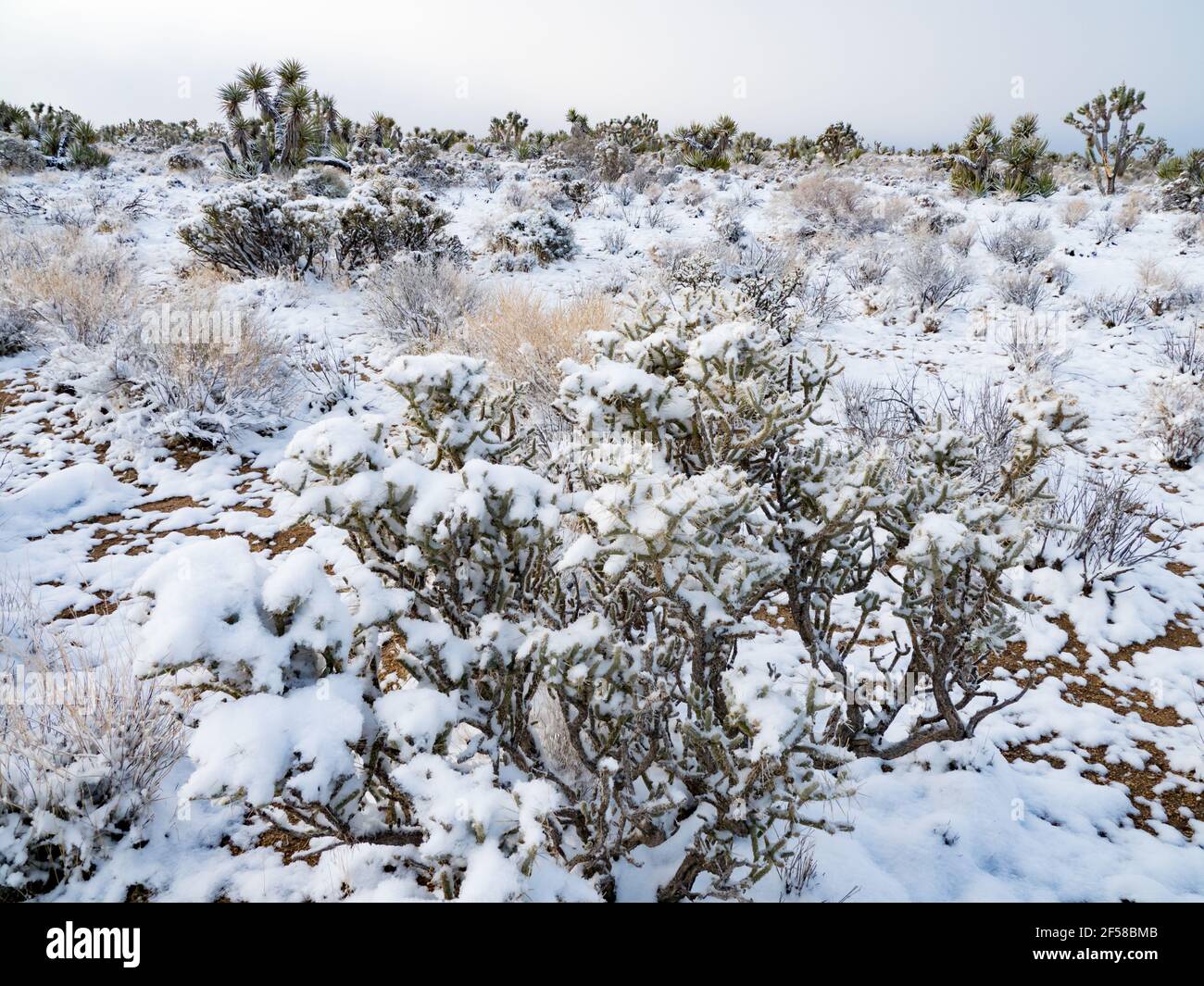Spring snow storm on the Joshua Trees of Cima Dome, Mojave National ...