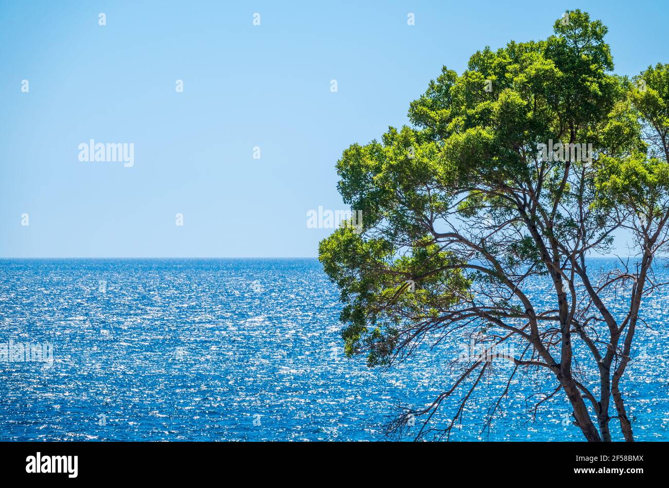 Tall tree with green leaves on the sea background in clear sunny day ...