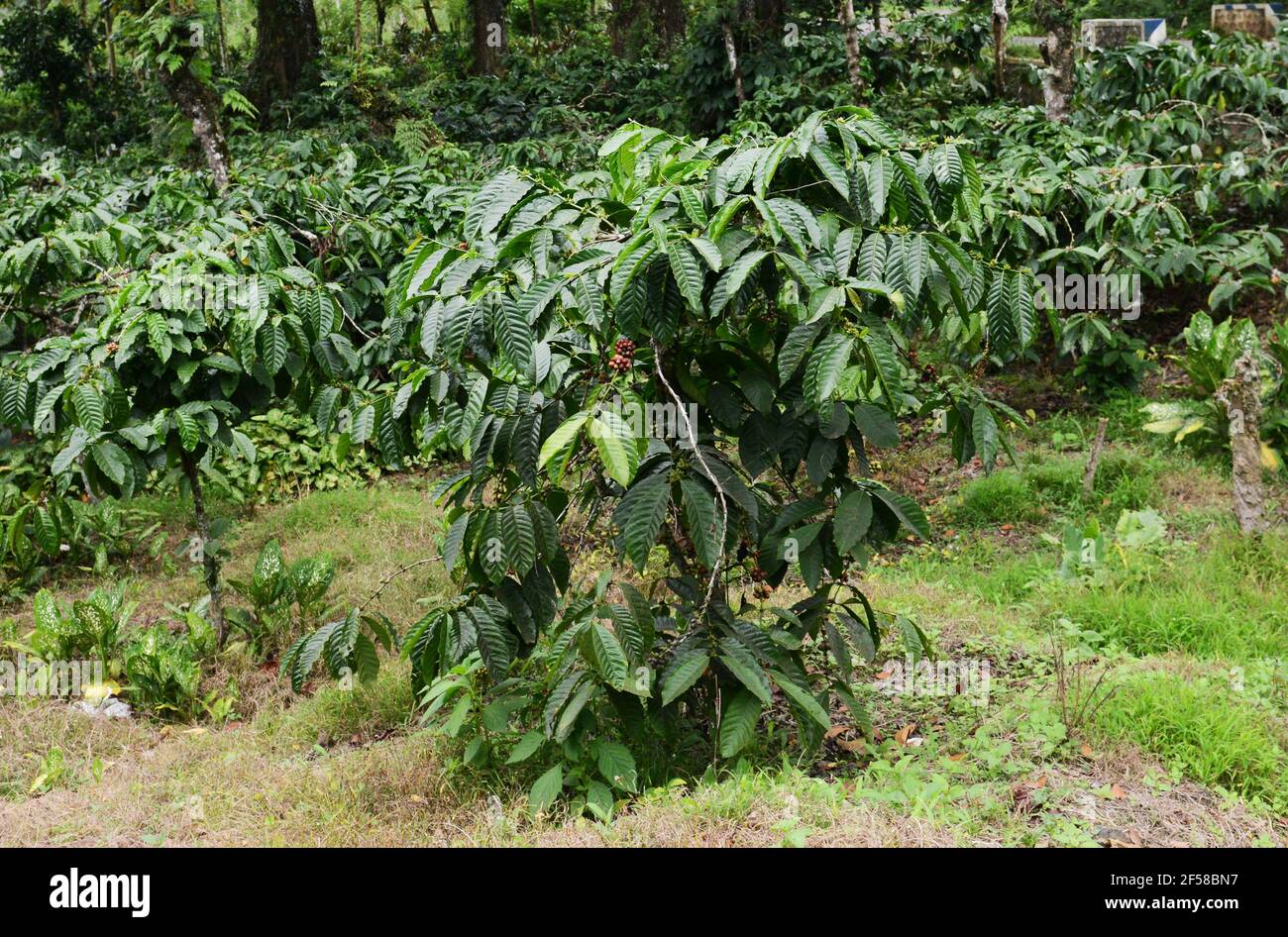 Red Coffee cherries on a coffee tree in a plantation in East Java ...
