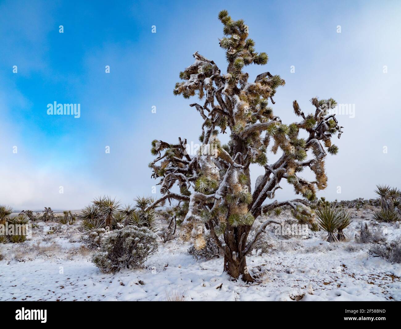 Spring snow storm on the Joshua Trees of Cima Dome, Mojave National ...