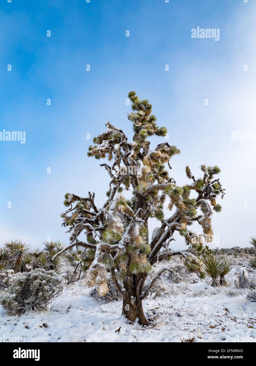 Spring snow storm on the Joshua Trees of Cima Dome, Mojave National ...
