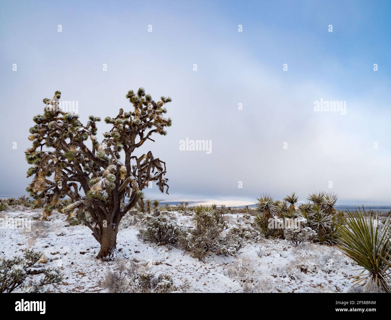 Spring snow storm on the Joshua Trees of Cima Dome, Mojave National ...
