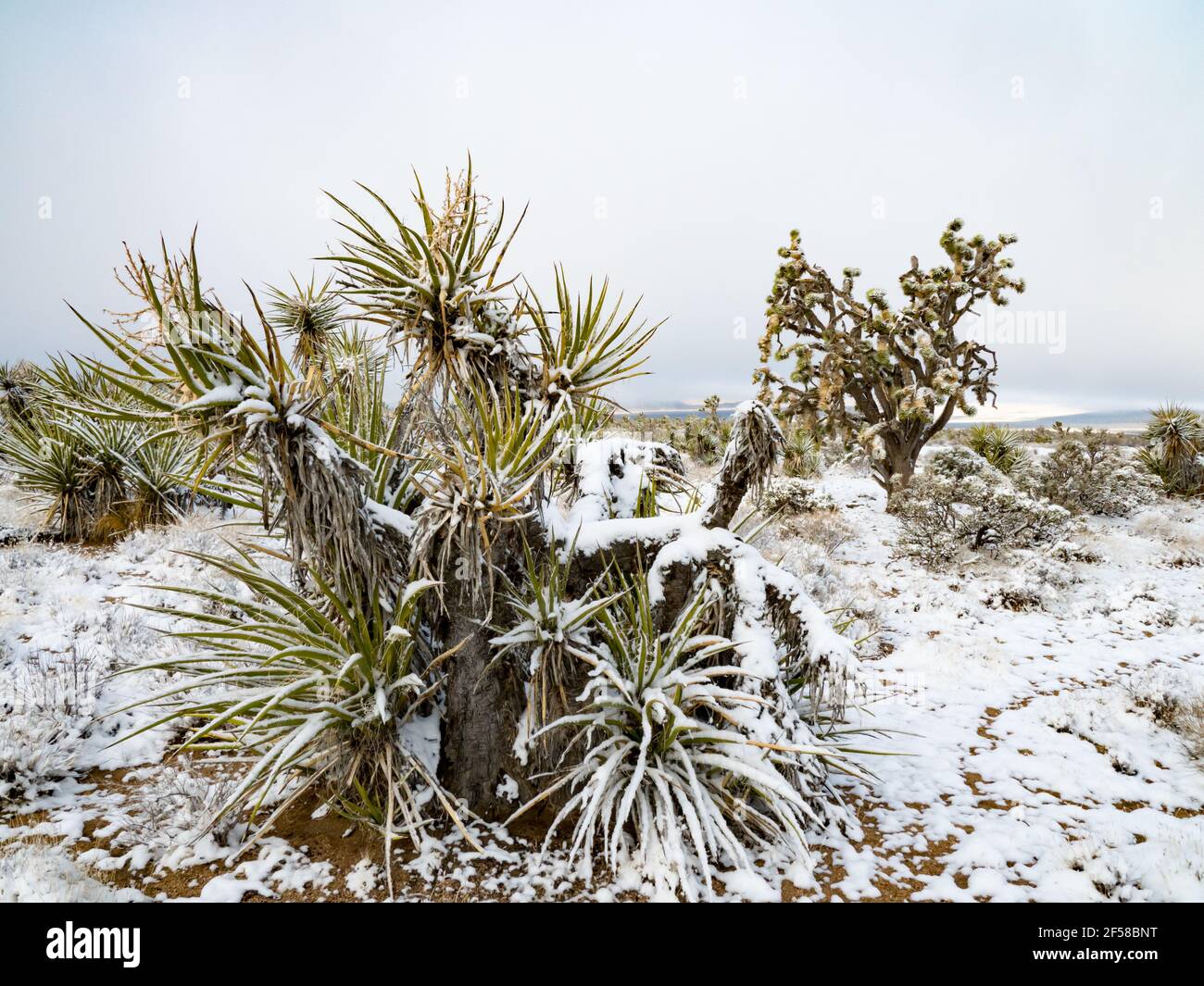 Spring snow storm on the Joshua Trees of Cima Dome, Mojave National ...