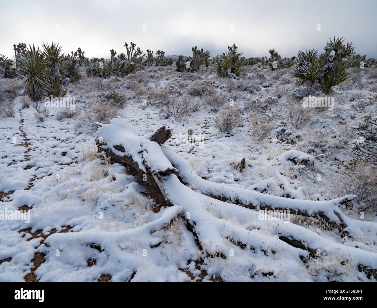 Spring snow storm on the Joshua Trees of Cima Dome, Mojave National ...