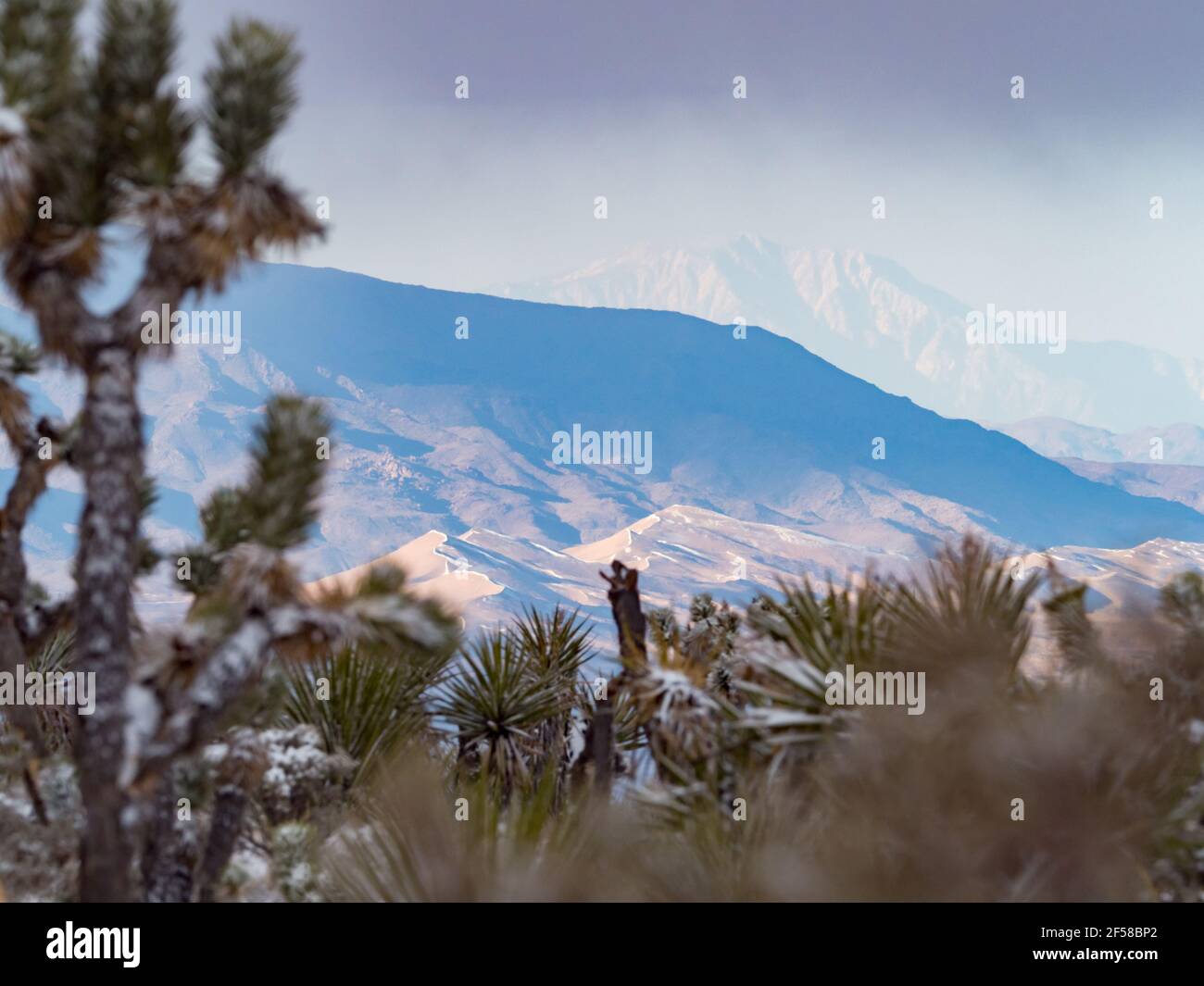 Spring snow storm on the Joshua Trees of Cima Dome, Mojave National ...
