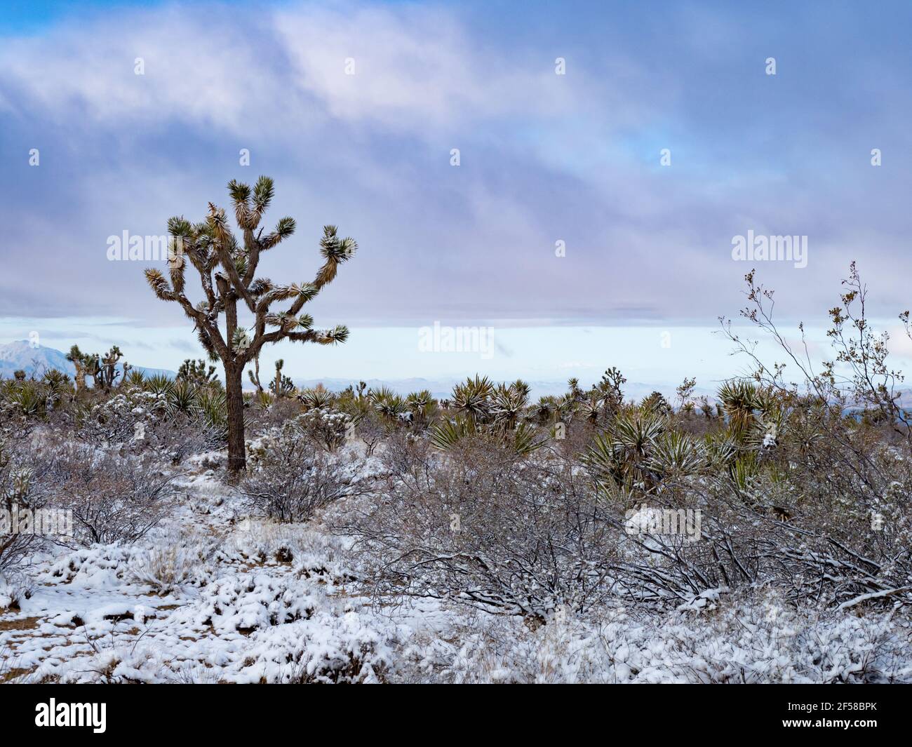 Spring snow storm on the Joshua Trees of Cima Dome, Mojave National ...