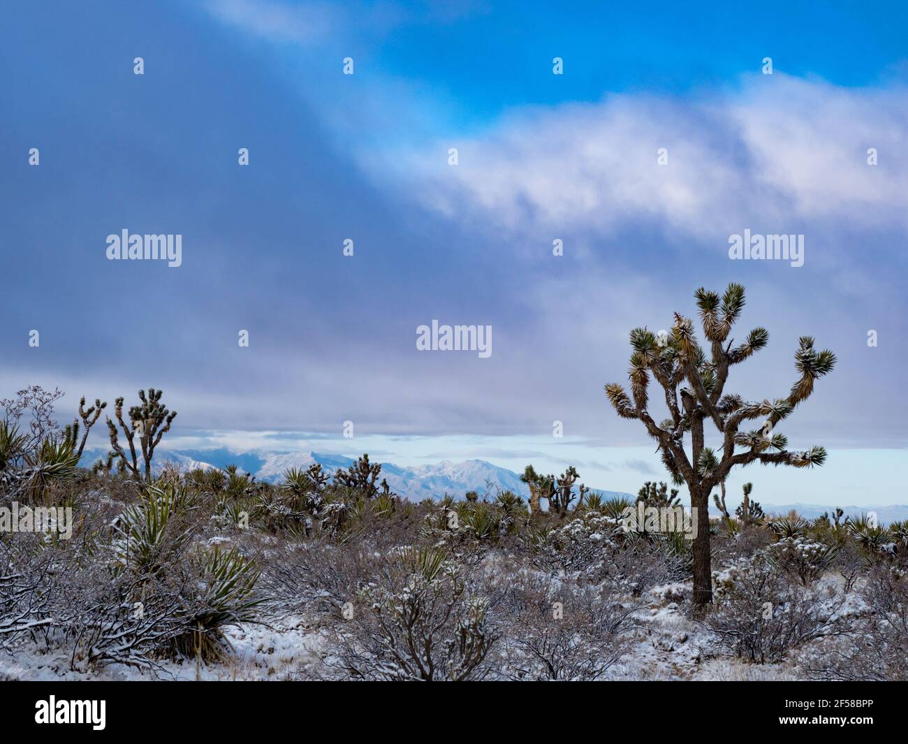 Spring snow storm on the Joshua Trees of Cima Dome, Mojave National ...