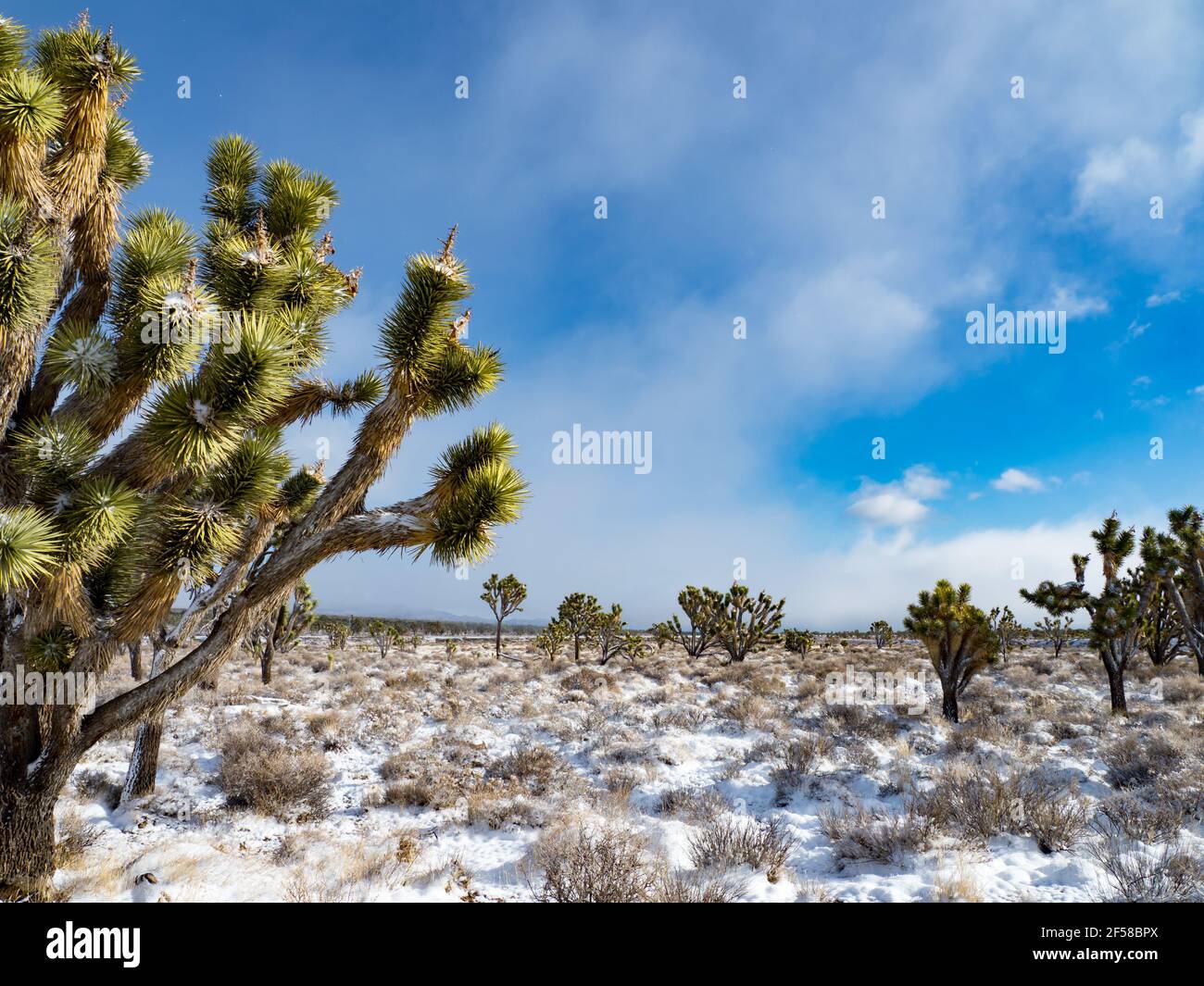 Spring snow storm on the Joshua Trees of Cima Dome, Mojave National ...