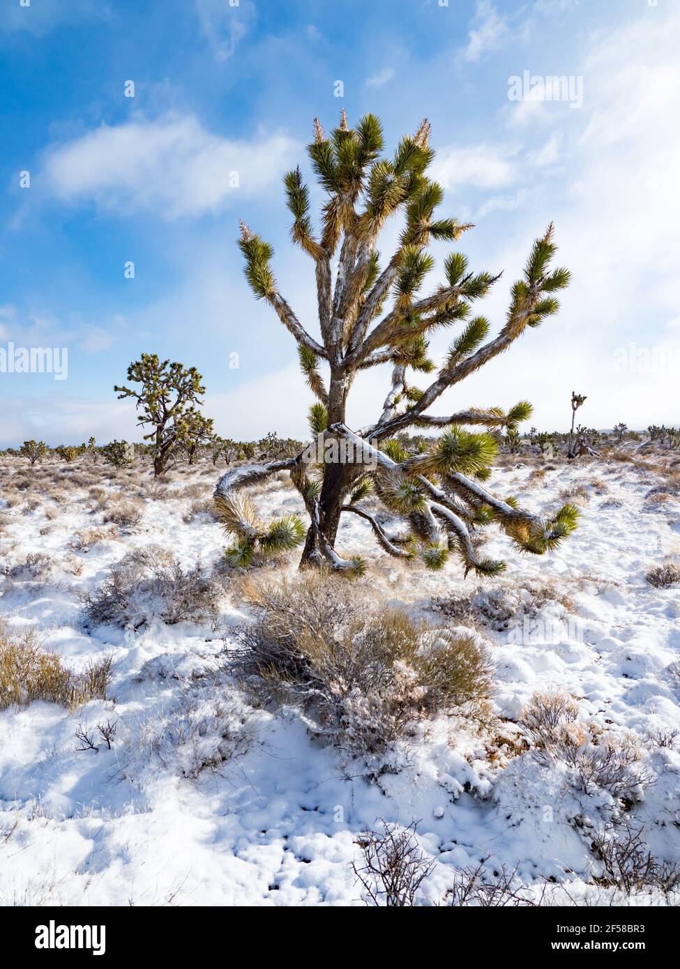 Spring snow storm on the Joshua Trees of Cima Dome, Mojave National ...