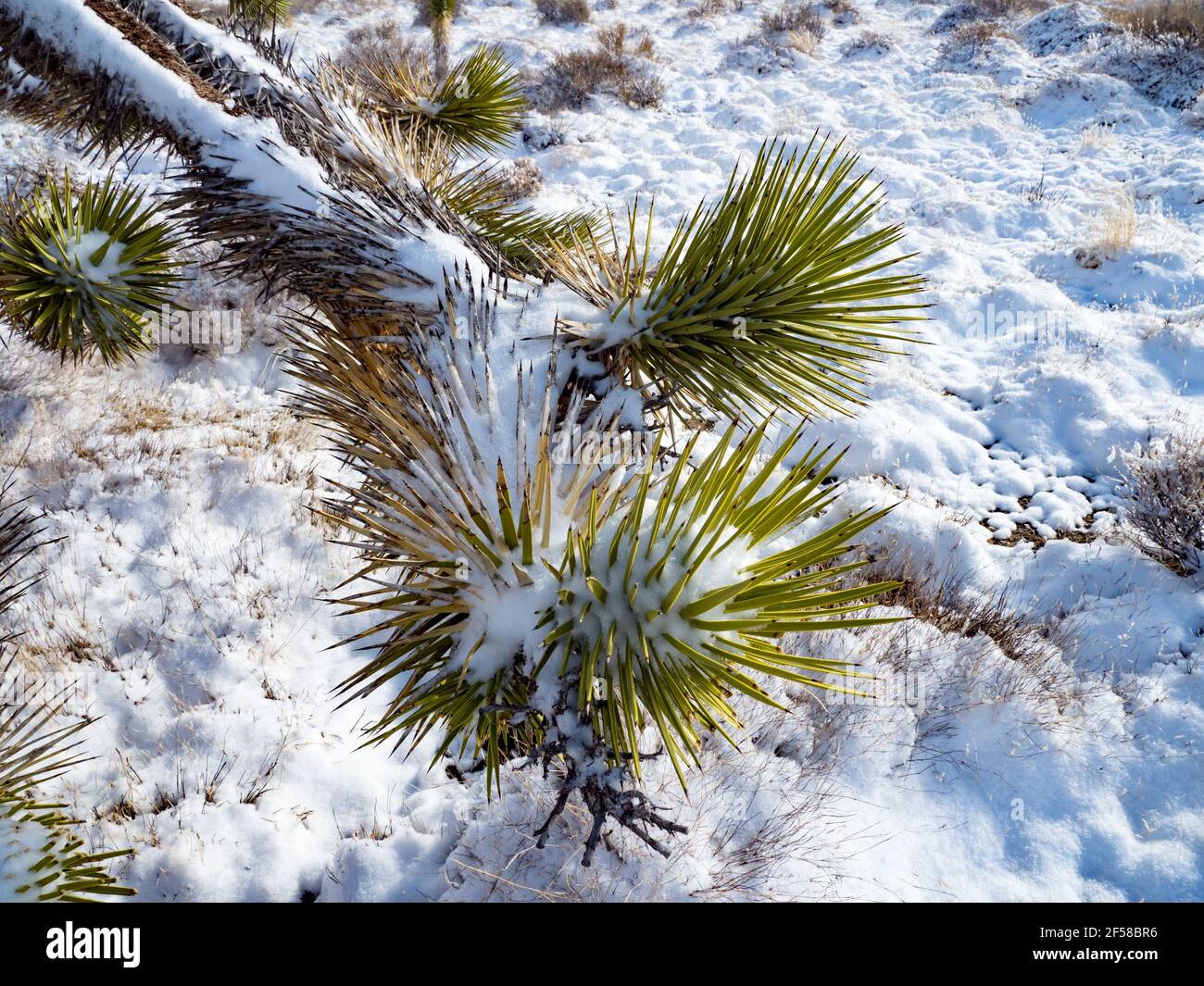 Spring snow storm on the Joshua Trees of Cima Dome, Mojave National ...