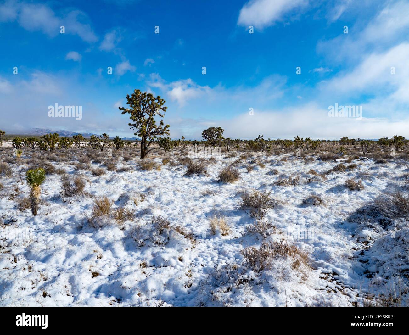 Spring snow storm on the Joshua Trees of Cima Dome, Mojave National ...