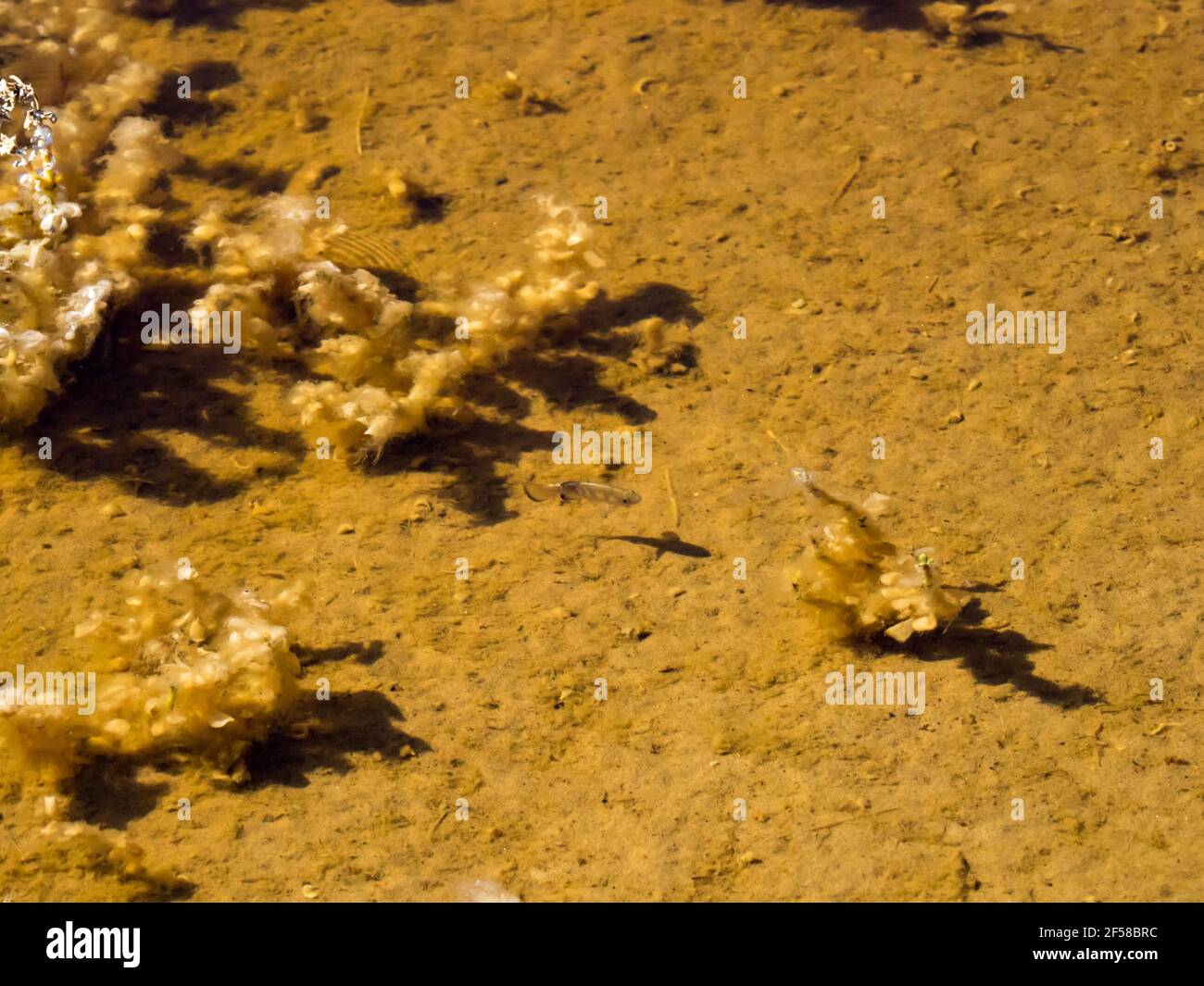 The Saratoga Springs home to an endemic Saratoga springs pupfish, in ...
