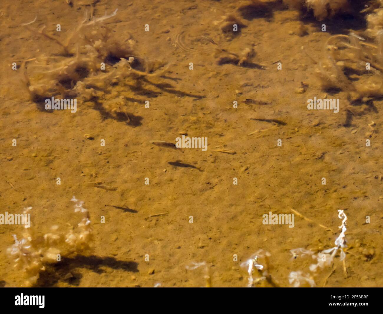 The Saratoga Springs home to an endemic Saratoga springs pupfish, in ...