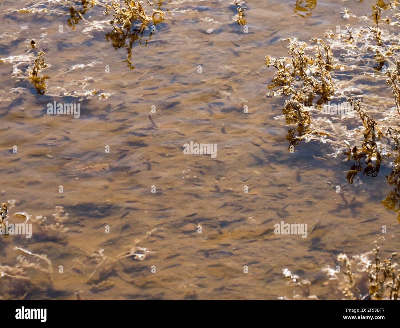 The Saratoga Springs home to an endemic Saratoga springs pupfish, in ...