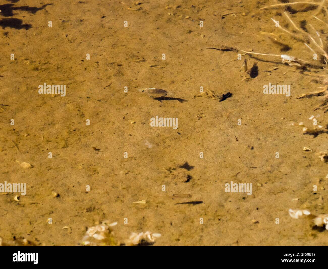 The Saratoga Springs home to an endemic Saratoga springs pupfish, in ...