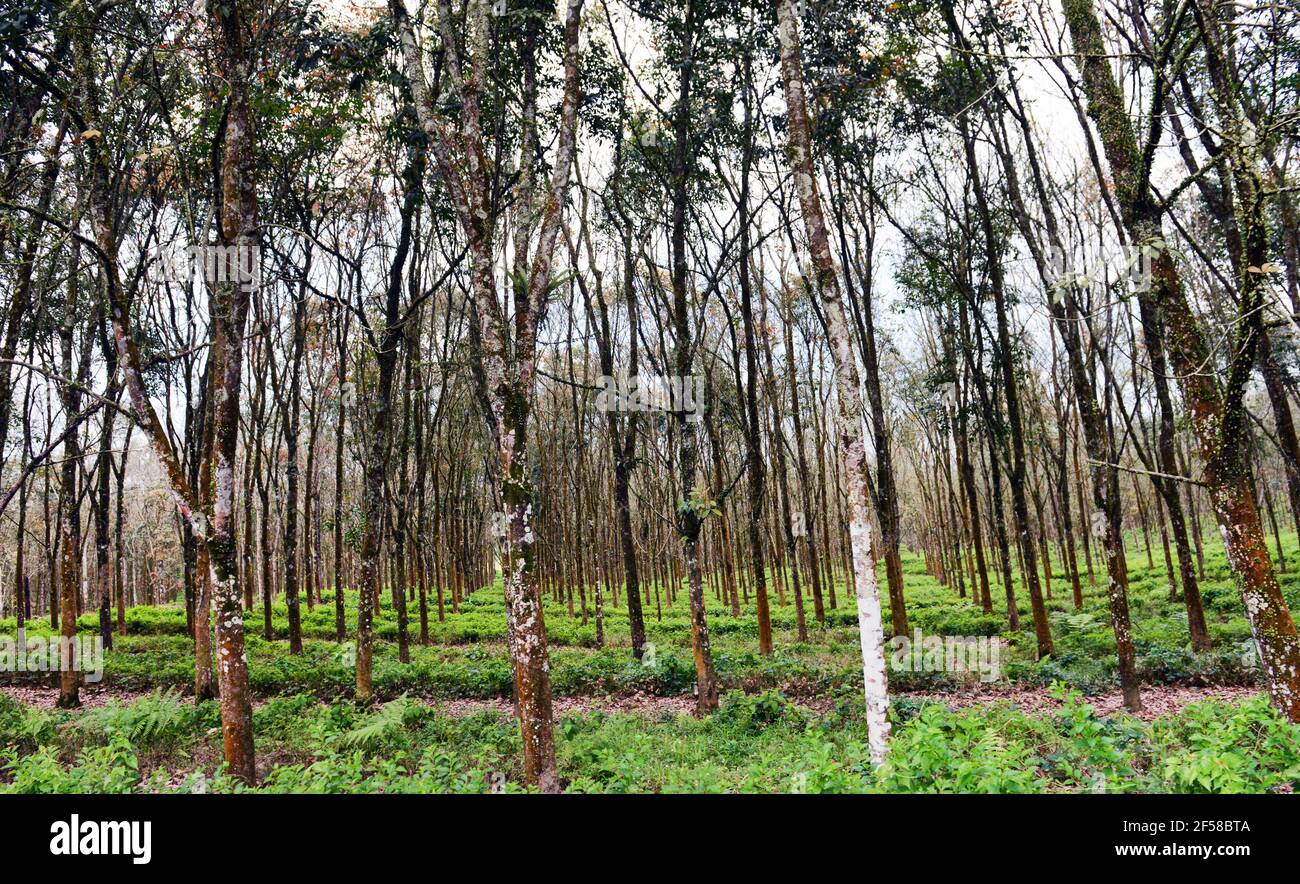 A clove plantation in East Java, Indonesia Stock Photo - Alamy