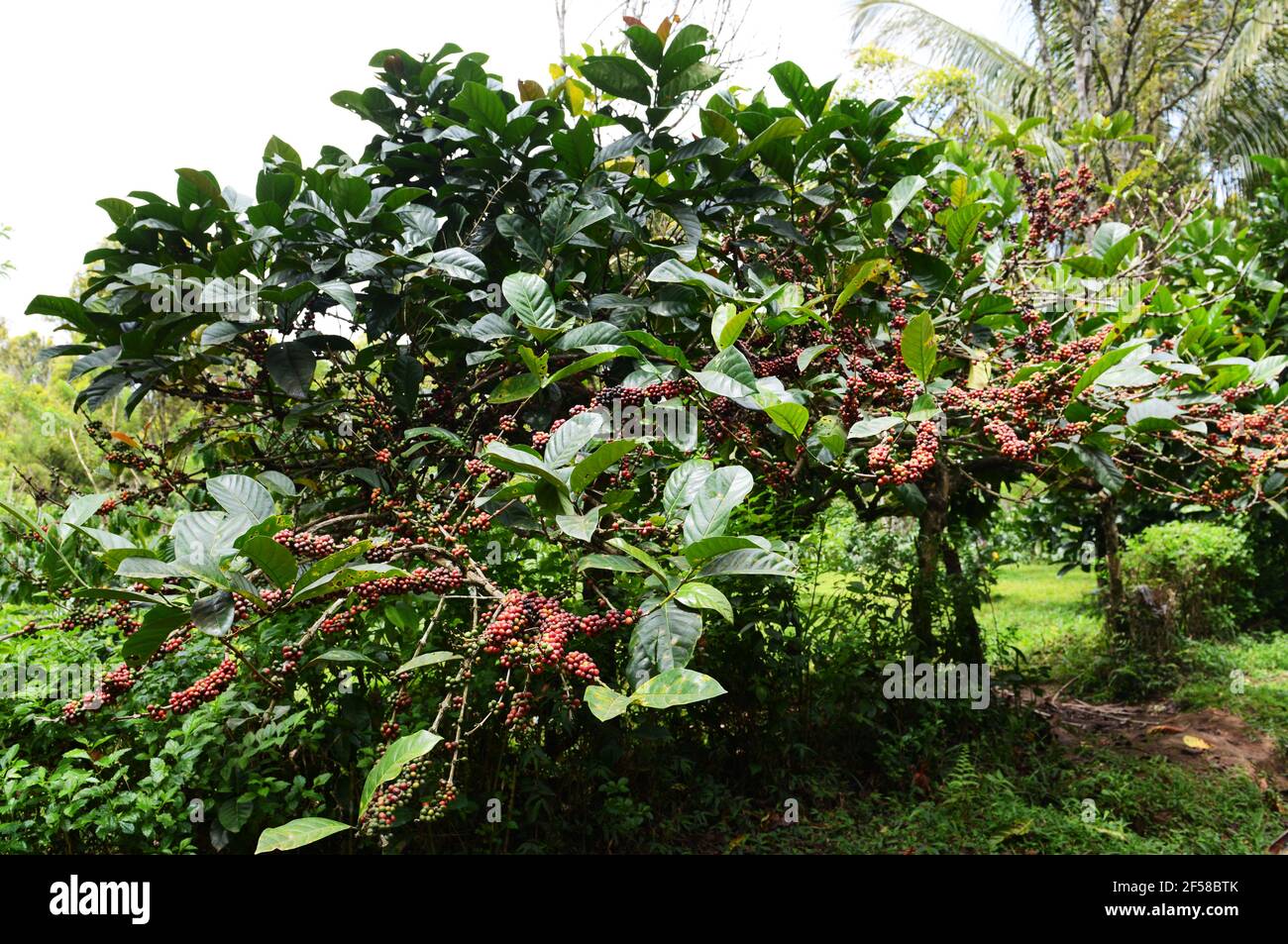 Java indonesia coffee plantation hi-res stock photography and images ...