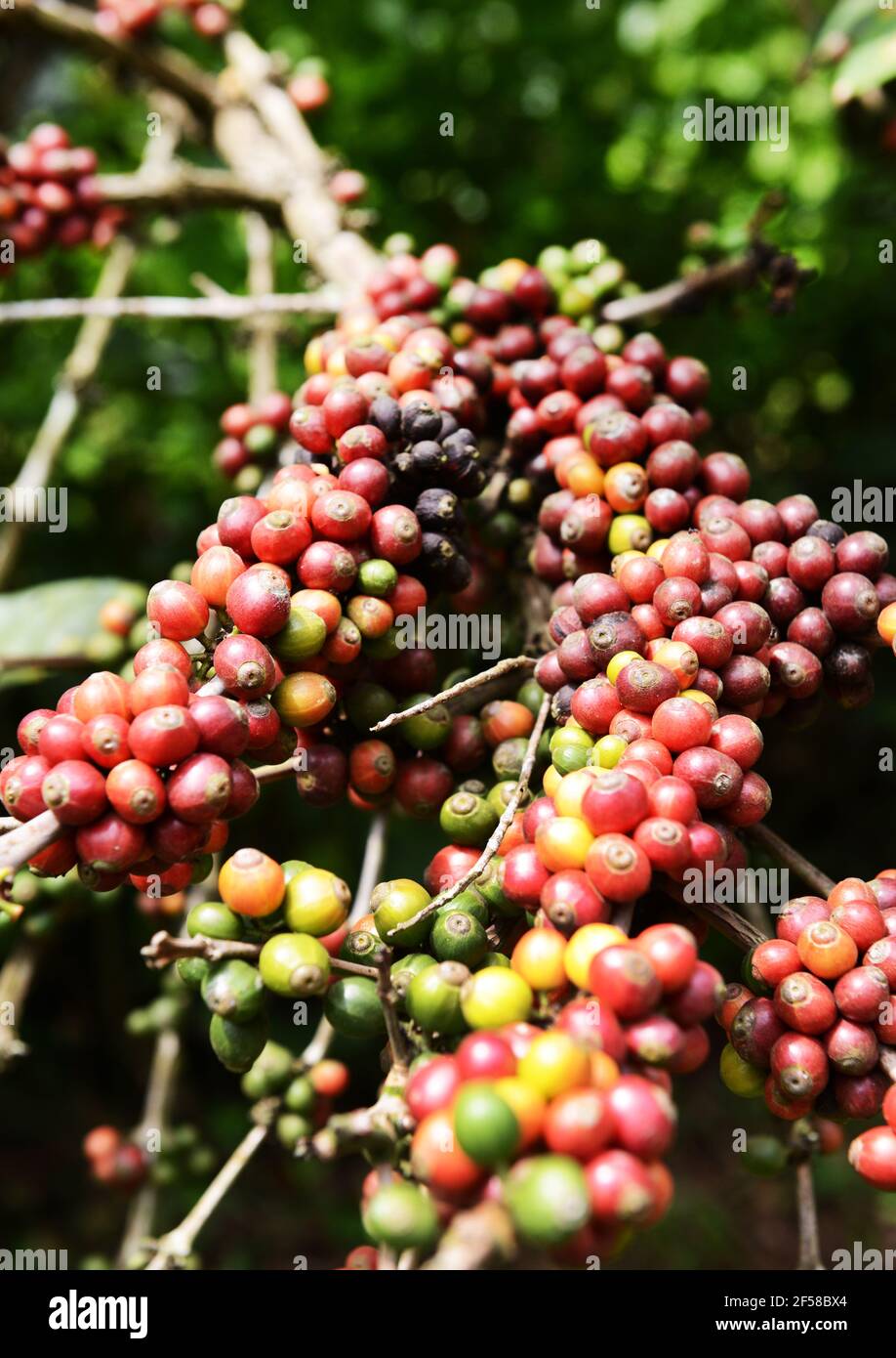 Red Coffee cherries on a coffee tree in a plantation in East Java ...