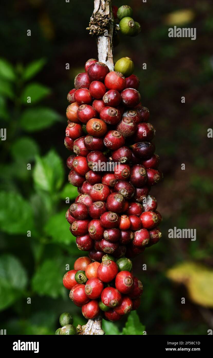 Red Coffee cherries on a coffee tree in a plantation in East Java ...