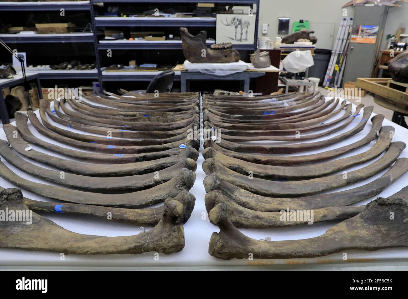 Fossils fossil usa hi-res stock photography and images - Alamy