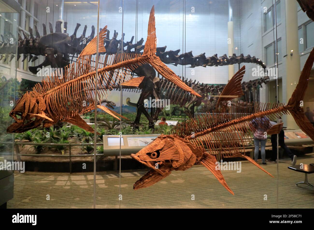 Carnegie Natural History Museum Prehistoric Fish