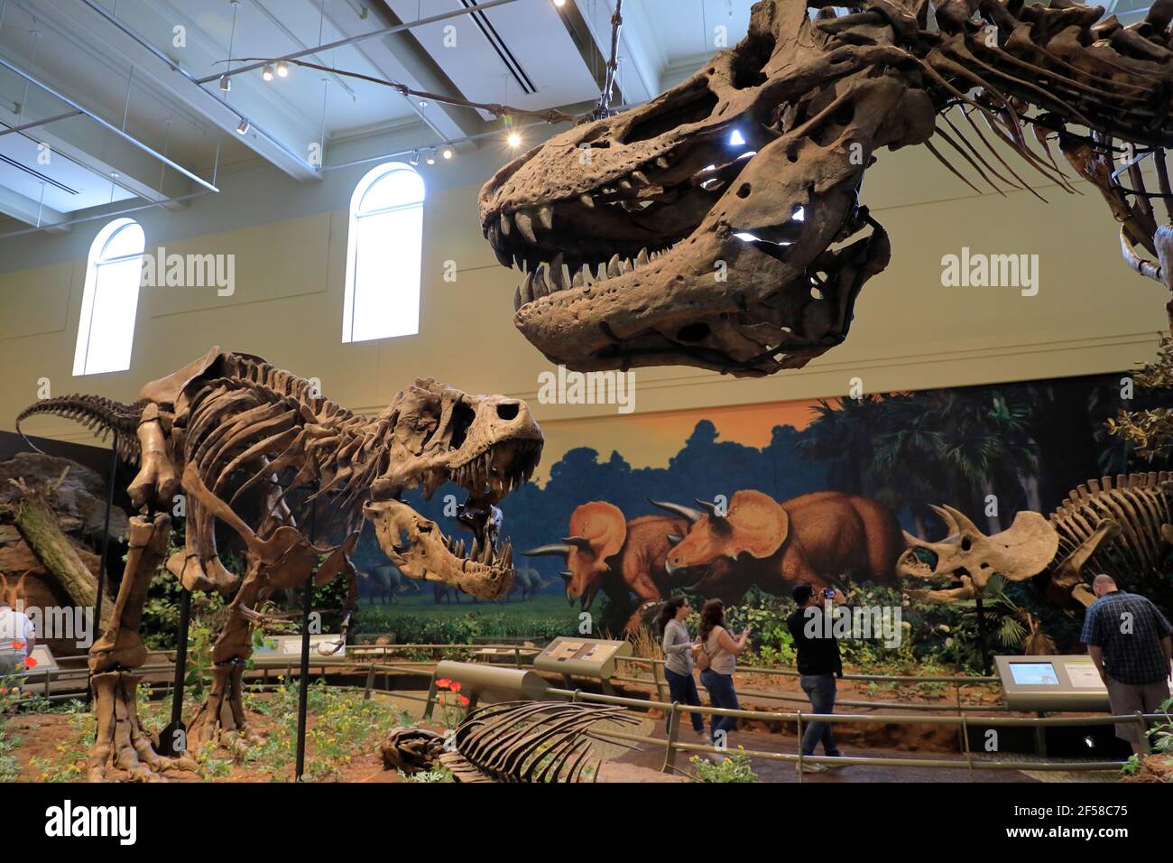Skeletons of dinosaurs exhibit in Carnegie Museum of Natural History ...