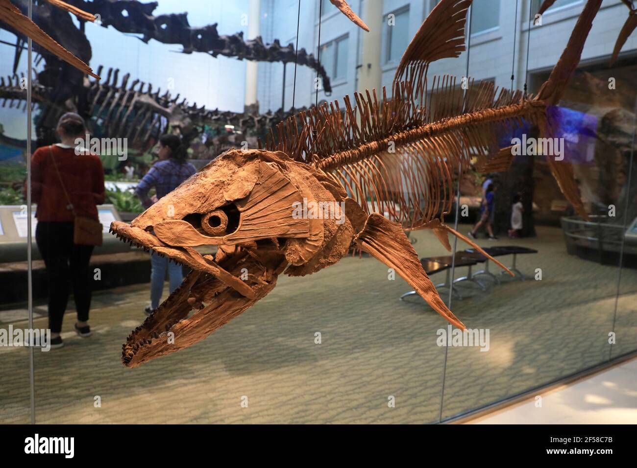 The skeletons of prehistoric fish Xiphactinus display in Carnegie ...