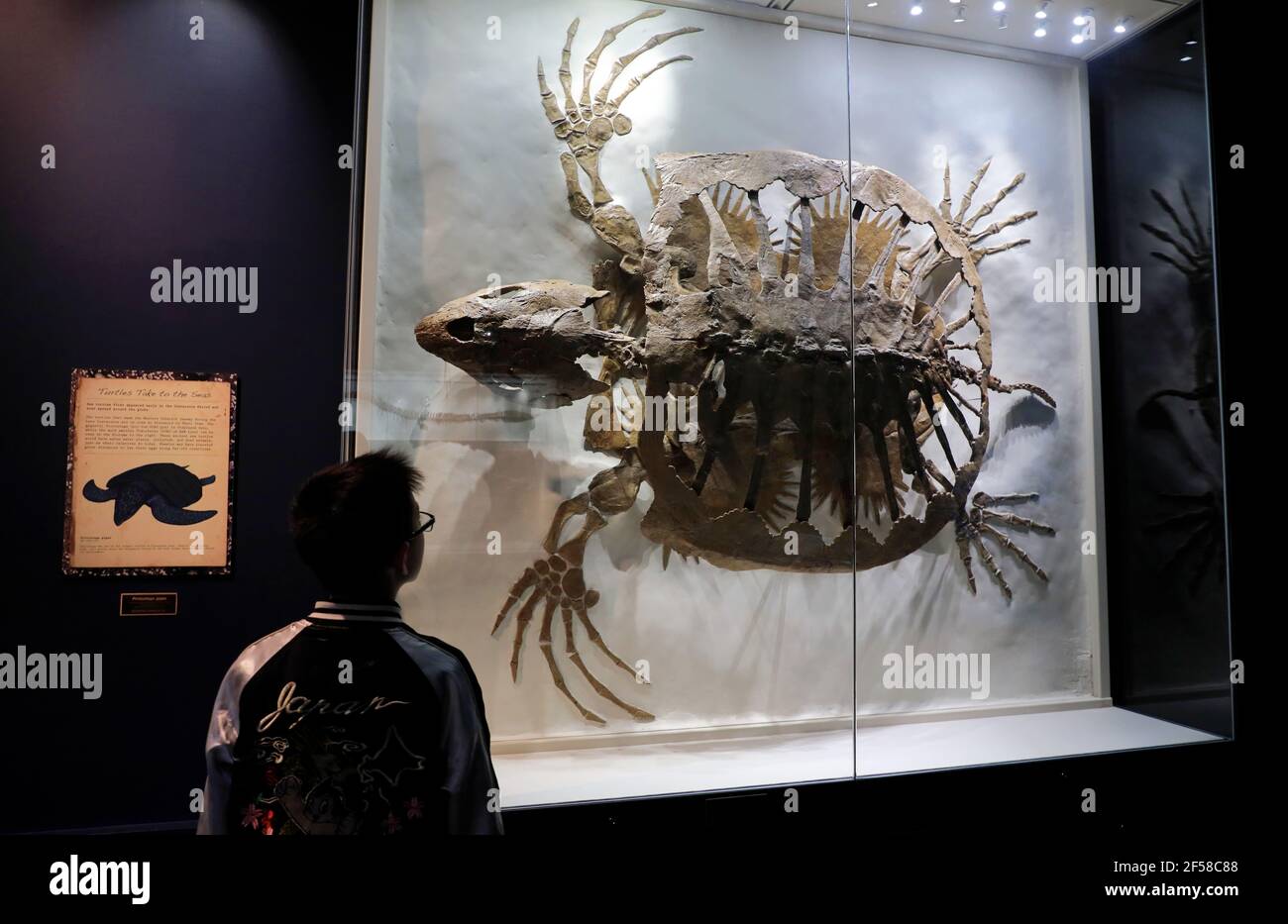 A visitor looking at the skeletons of a Sea turtle (Protostega) exhibit ...