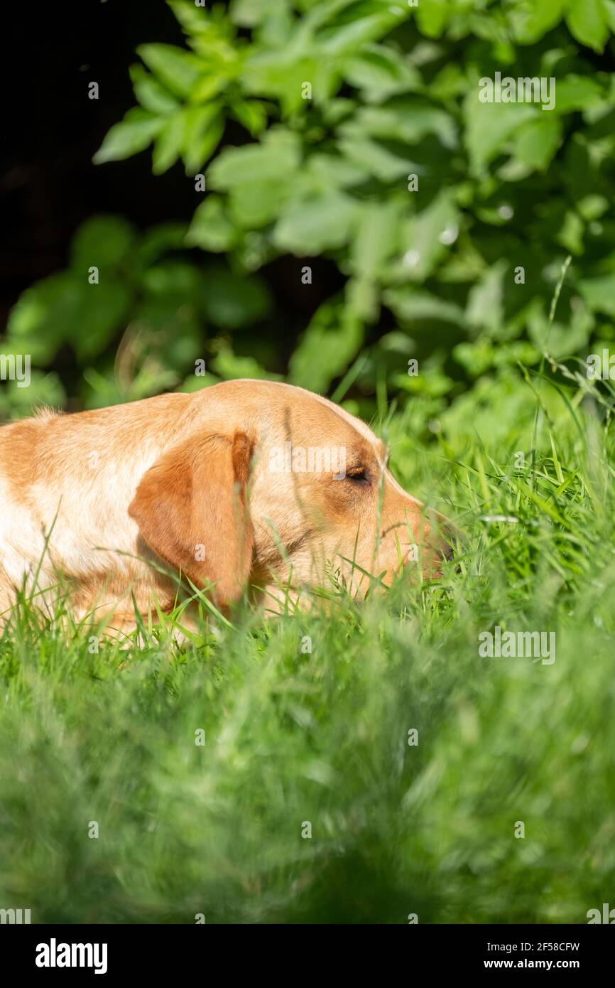 Portrait of Labrador Retriever looking at something close up on face ...