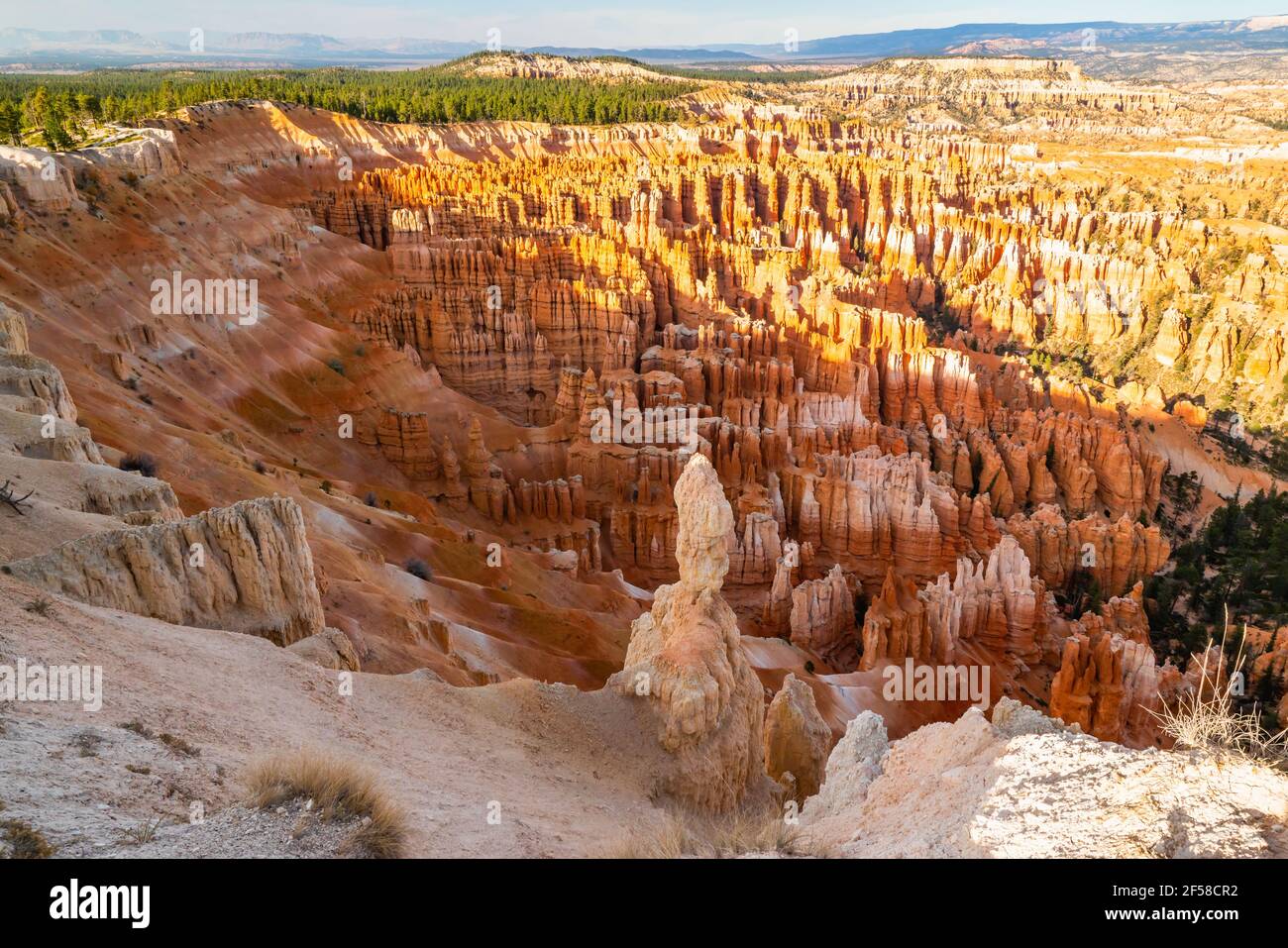 Bryce Canyon National Park amphitheater. Sandstone spires and pine tree ...