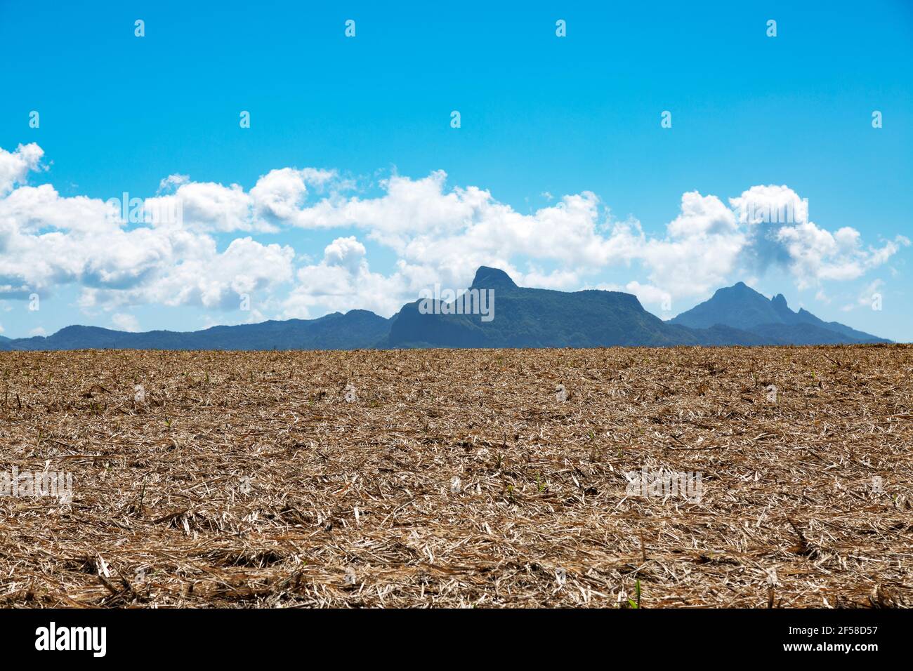 Sugarcane farm hi-res stock photography and images - Alamy
