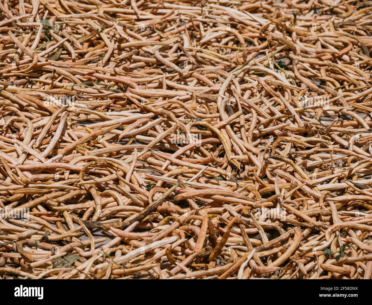 bean pods A pile of dry harvested bean pods prepared for processing ...