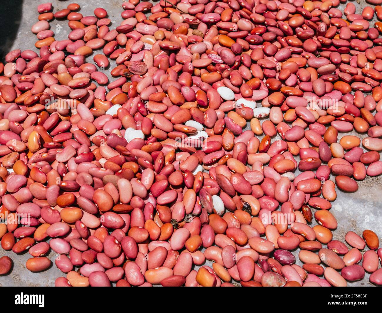 bean pods A pile of dry harvested bean pods prepared for processing ...