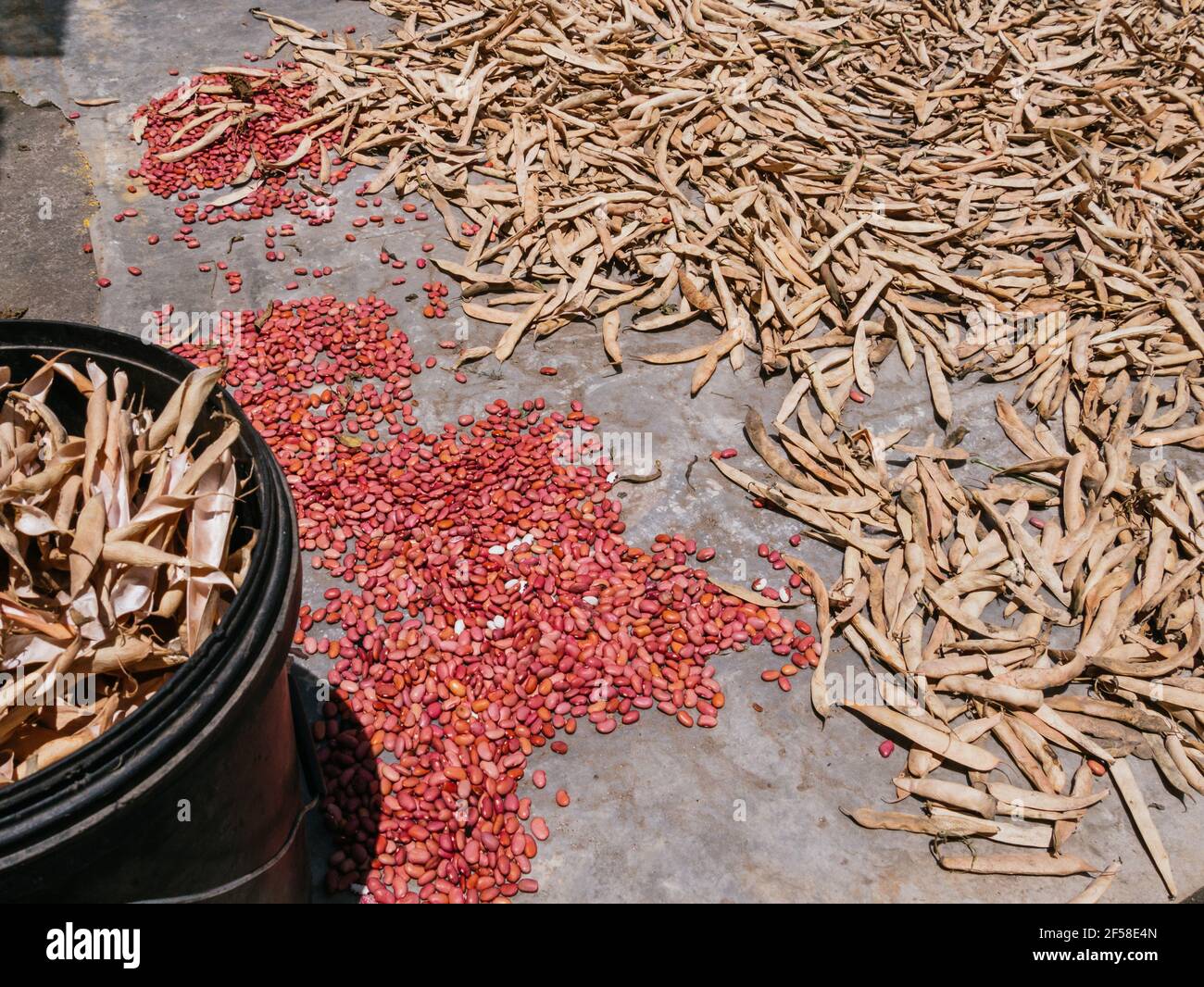 bean pods A pile of dry harvested bean pods prepared for processing ...