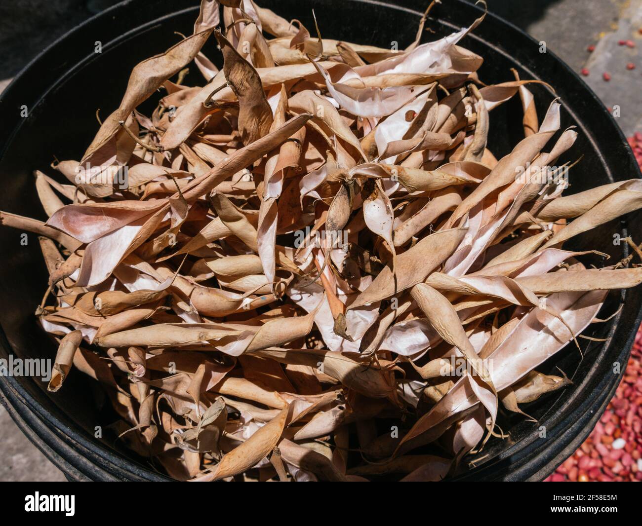 bean pods A pile of dry harvested bean pods prepared for processing ...