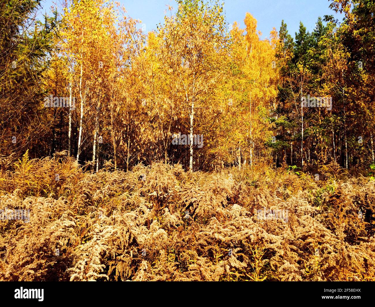 Faded plants hi-res stock photography and images - Alamy