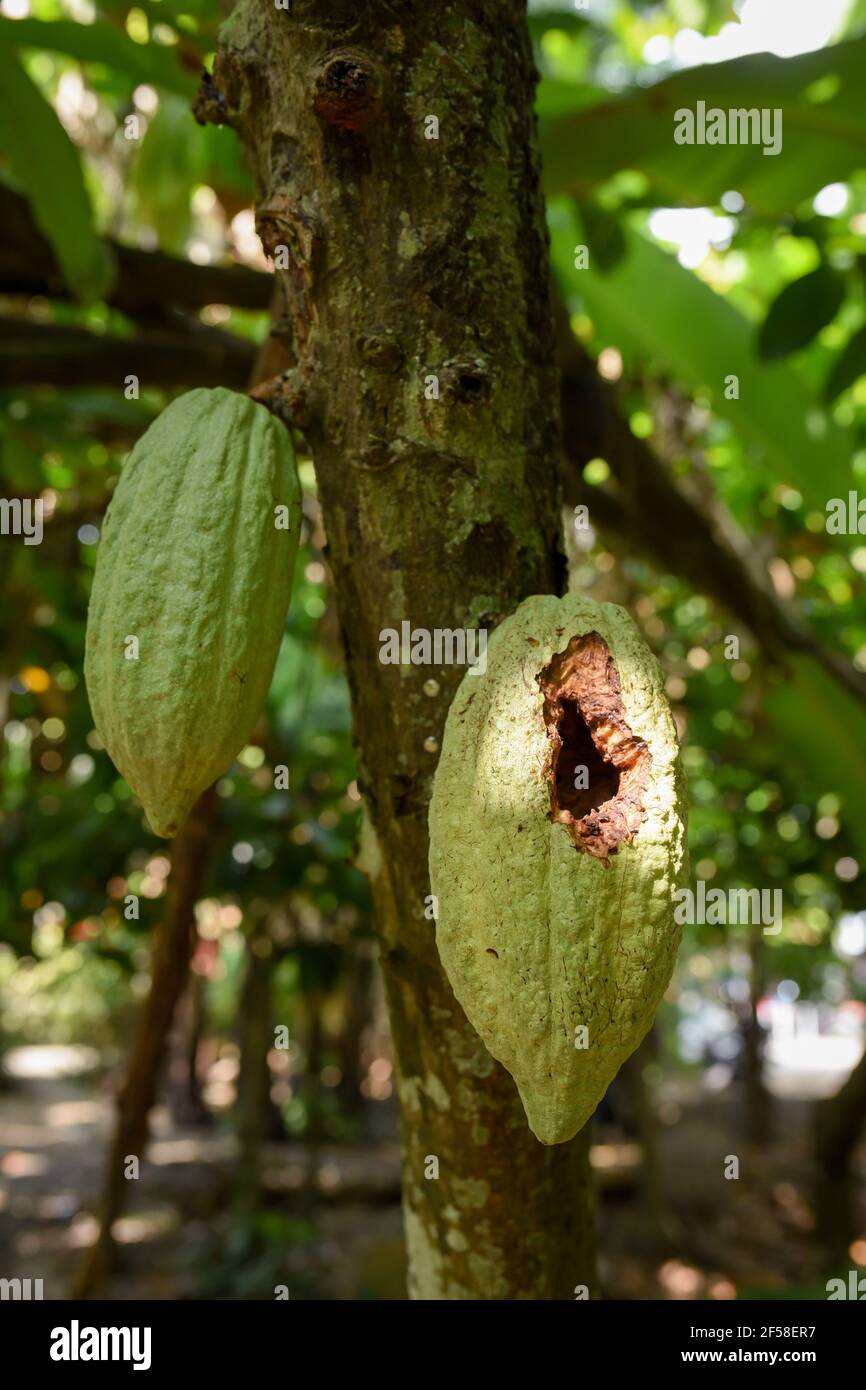 Beans Diseases High Resolution Stock Photography and Images - Alamy